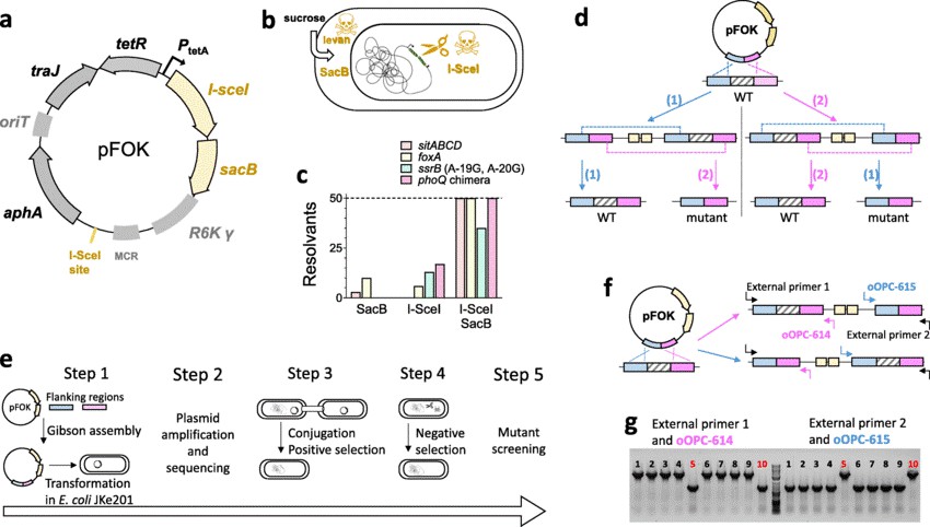 Salmonella Genome Editing - Creative Diagnostics