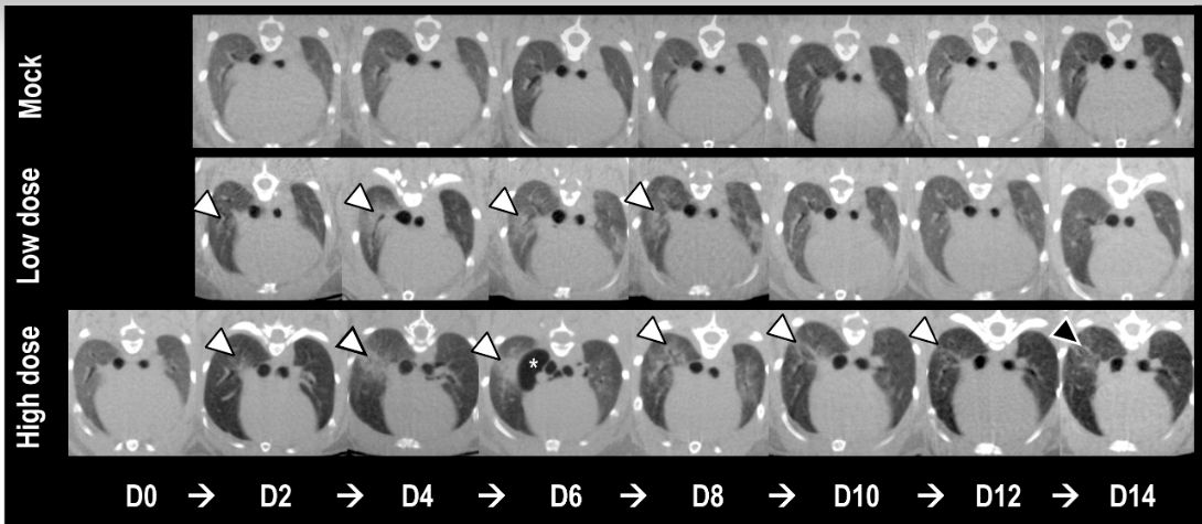 SARS-CoV-2 Syrian Hamster Model - Creative Diagnostics