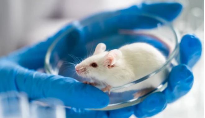 SARS-CoV Mouse Model - Creative Diagnostics