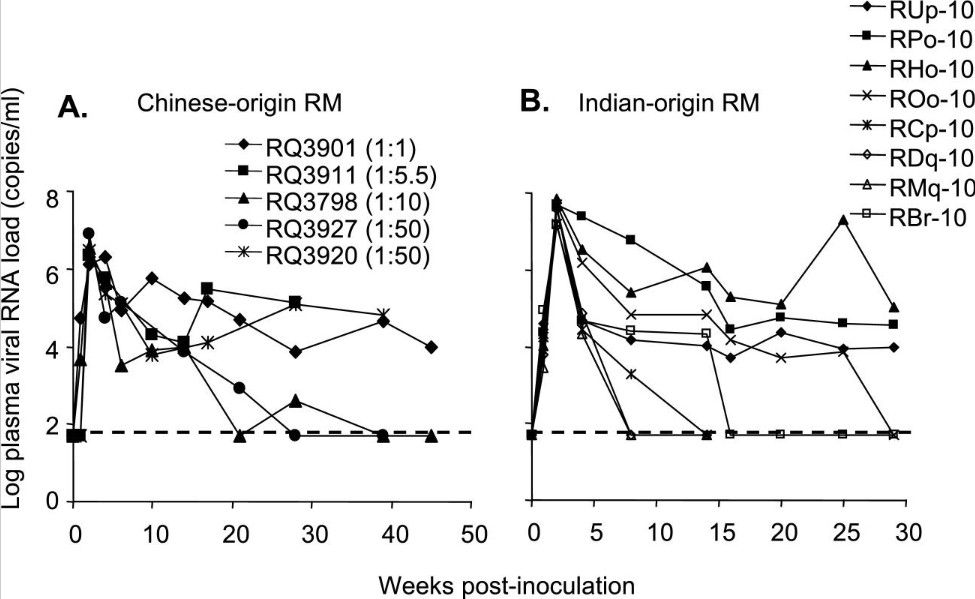 SHIV-1157ipd3N4 Rectal Infection Model - Creative Diagnostics