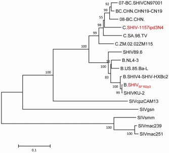 SHIV-1157ipd3N4 Vaginal Infection Model - Creative Diagnostics