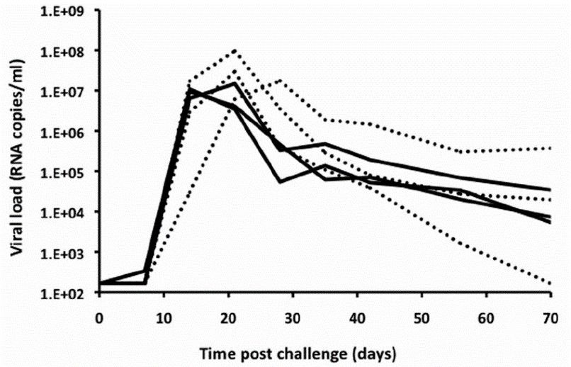 SHIV-KU-1 IV Infection Model - Creative Diagnostics