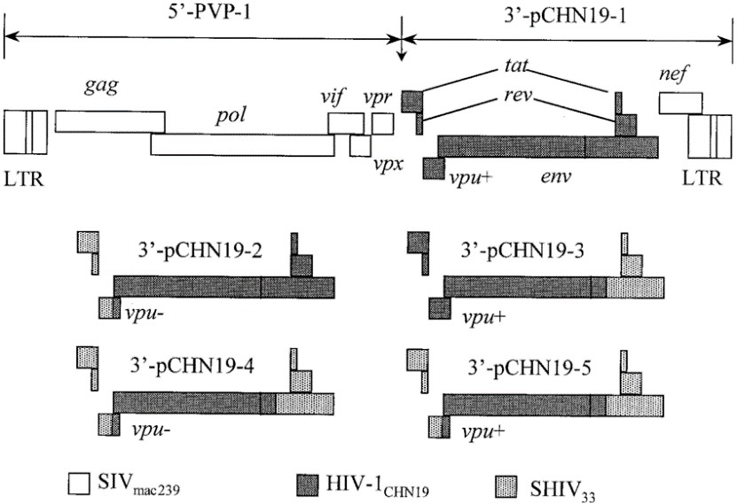 SHIV-CHN19p4 IV Infection Model - Creative Diagnostics