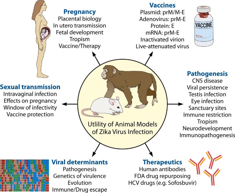 ZIKV Animal Model - Creative Diagnostics