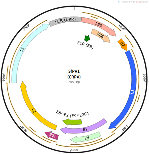 Rabbit Papilloma Model for HPV Research - Creative Diagnostics